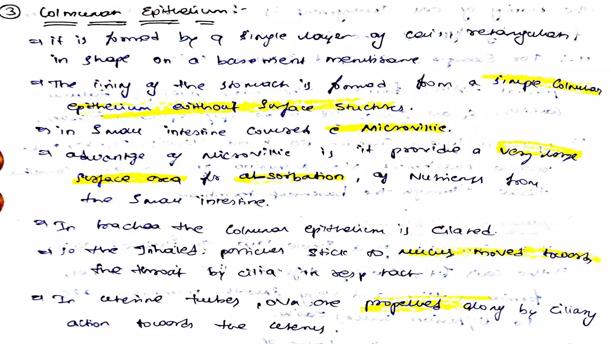 Epithelial tissue Notes | PDF