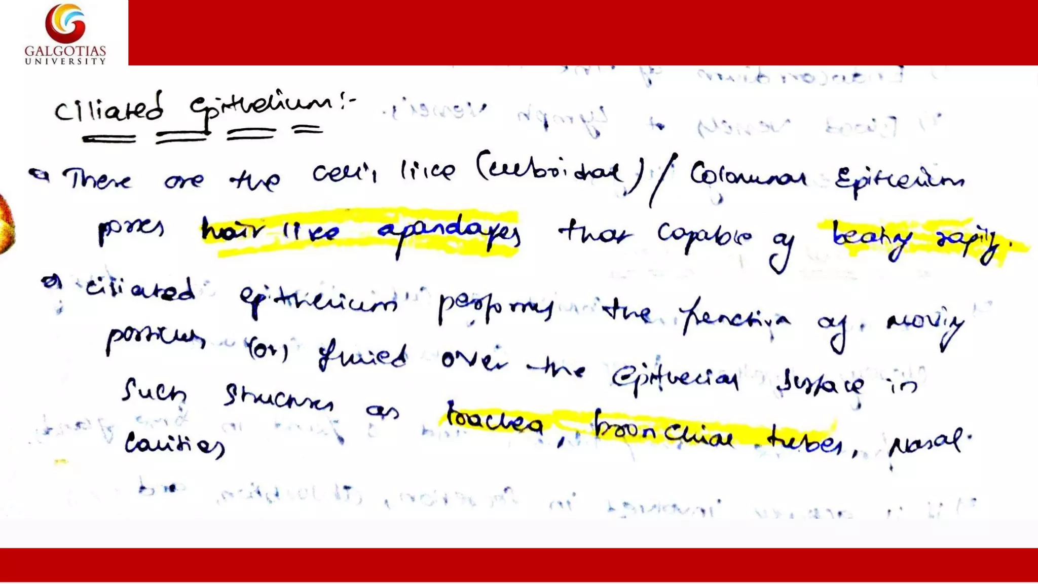 Epithelial tissue Notes | PDF