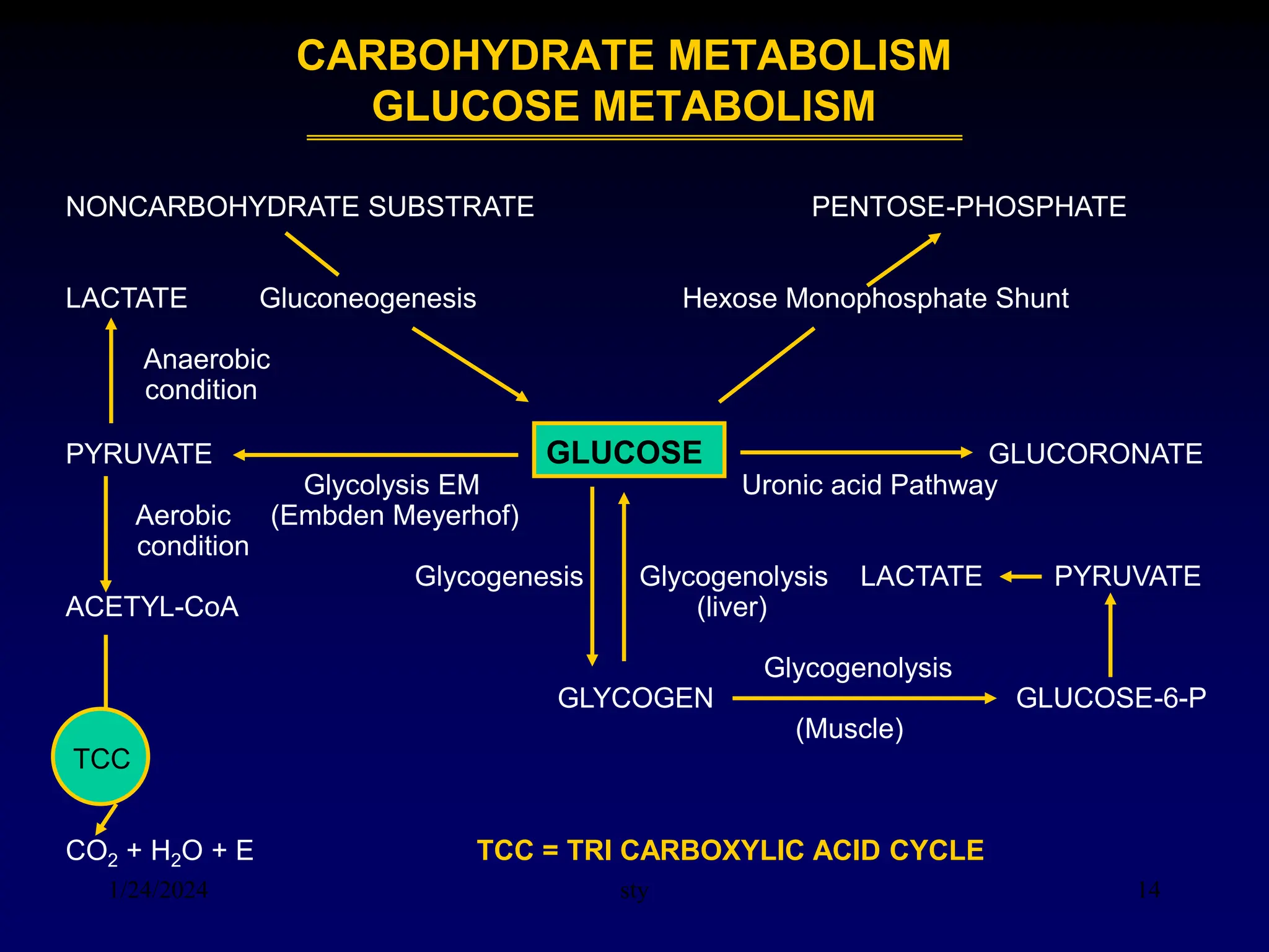 pencernaan absorpsi dan metabolisme karbohidrat | PPT