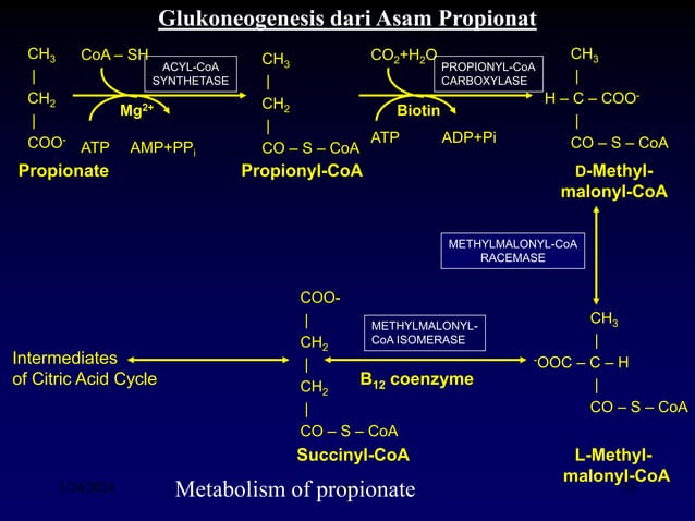 pencernaan absorpsi dan metabolisme karbohidrat | PPT | Endocrine and ...