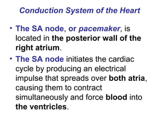 L3 conduction system of the heart | PPT | Heart and Cardiovascular ...
