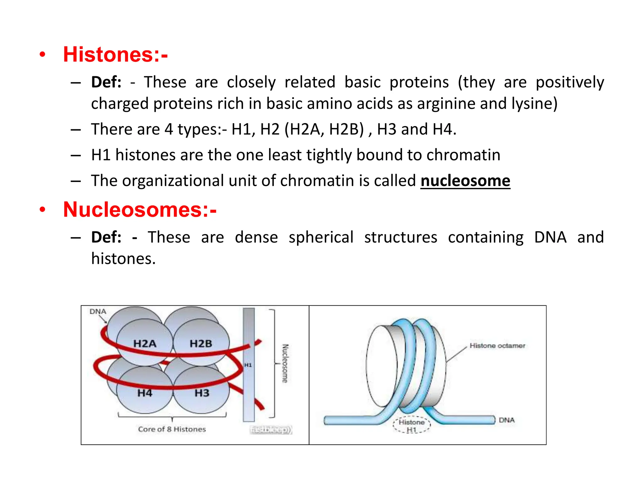 L3 DNA organization,_ Octamer and .pptx