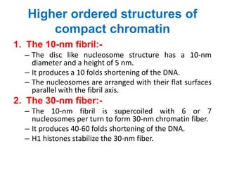 L3 DNA organization,_ Octamer and .pptx