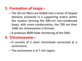 L3 DNA organization,_ Octamer and .pptx