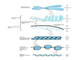 L3 DNA organization,_ Octamer and .pptx