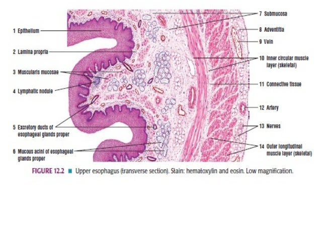 Esophagus Diagram Cross Section
