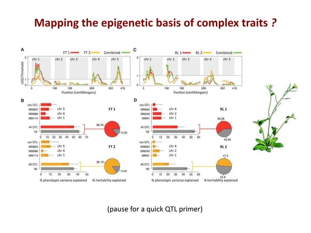 L3genetics_epigenetics_genomcs_2024.pptx | Genetics | Science