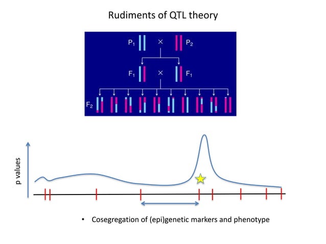 L3genetics_epigenetics_genomcs_2024.pptx | Genetics | Science