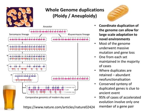 L3genetics_epigenetics_genomcs_2024.pptx | Genetics | Science
