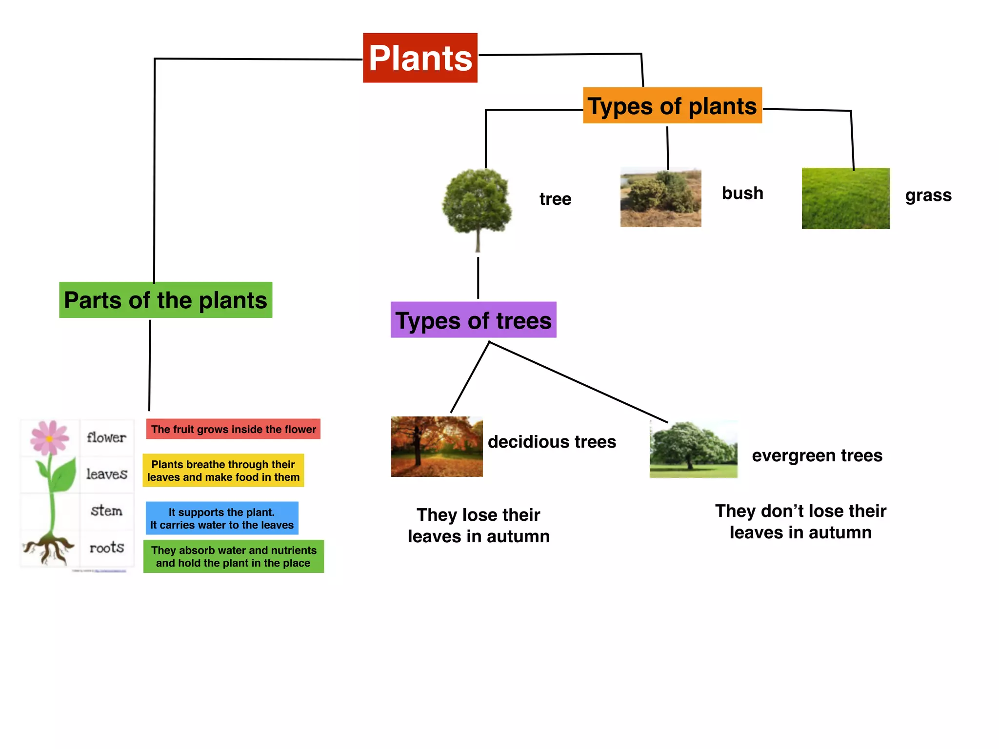Plants | PPT