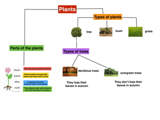 Plants | PPT