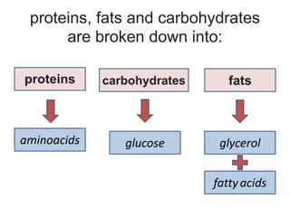 L3, intestinal dyspepsia.pptx
