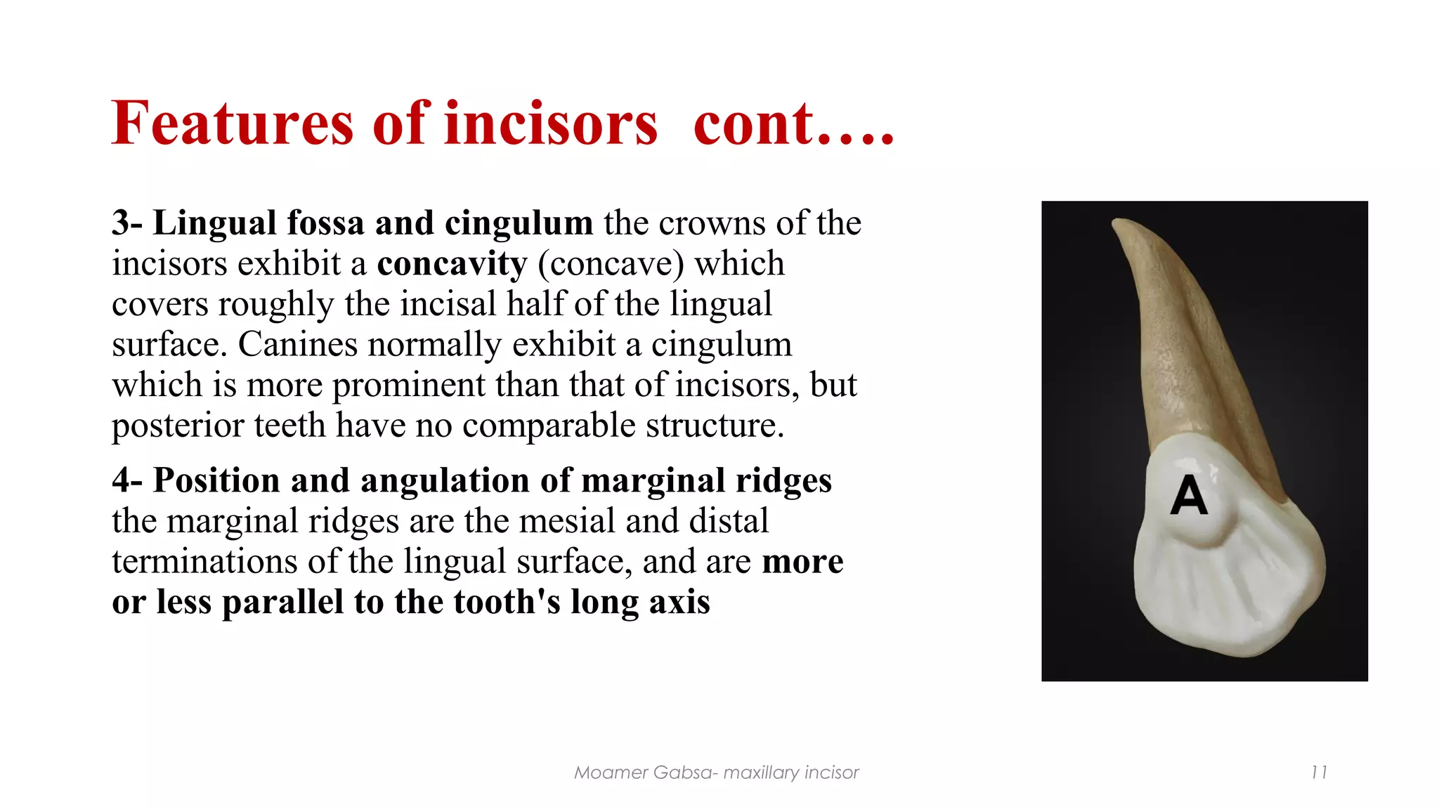 Morphology of maxillary incisor | PPT