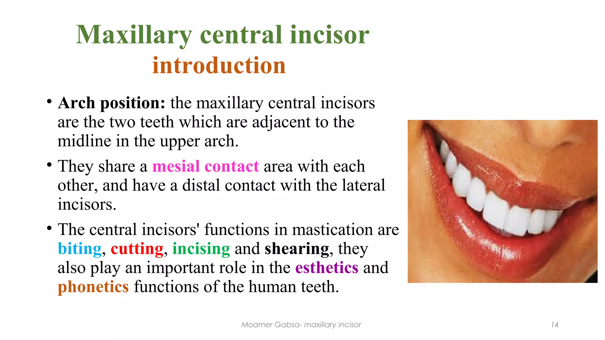 Morphology of maxillary incisor | PPT