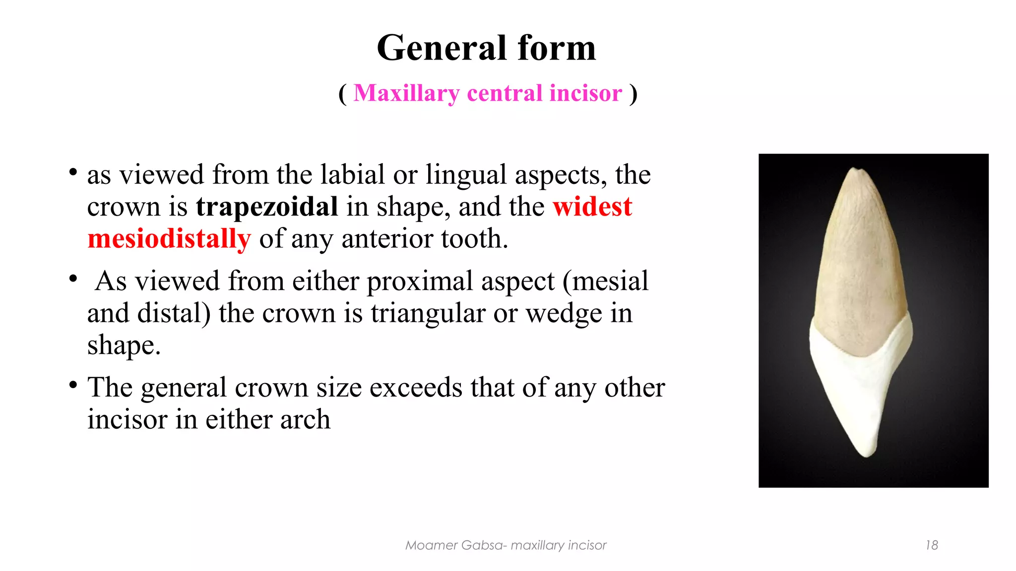 Morphology of maxillary incisor | PPT