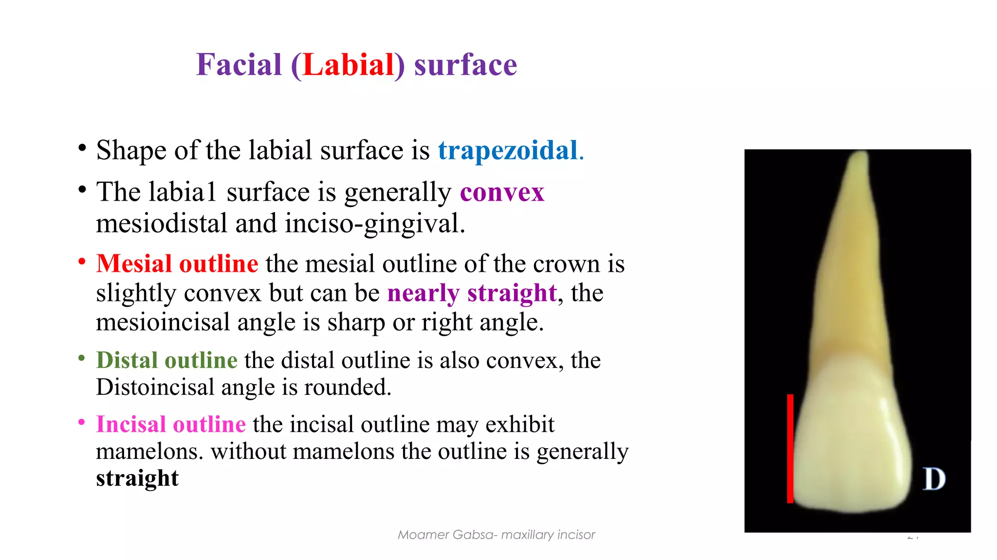 Morphology of maxillary incisor | PPT