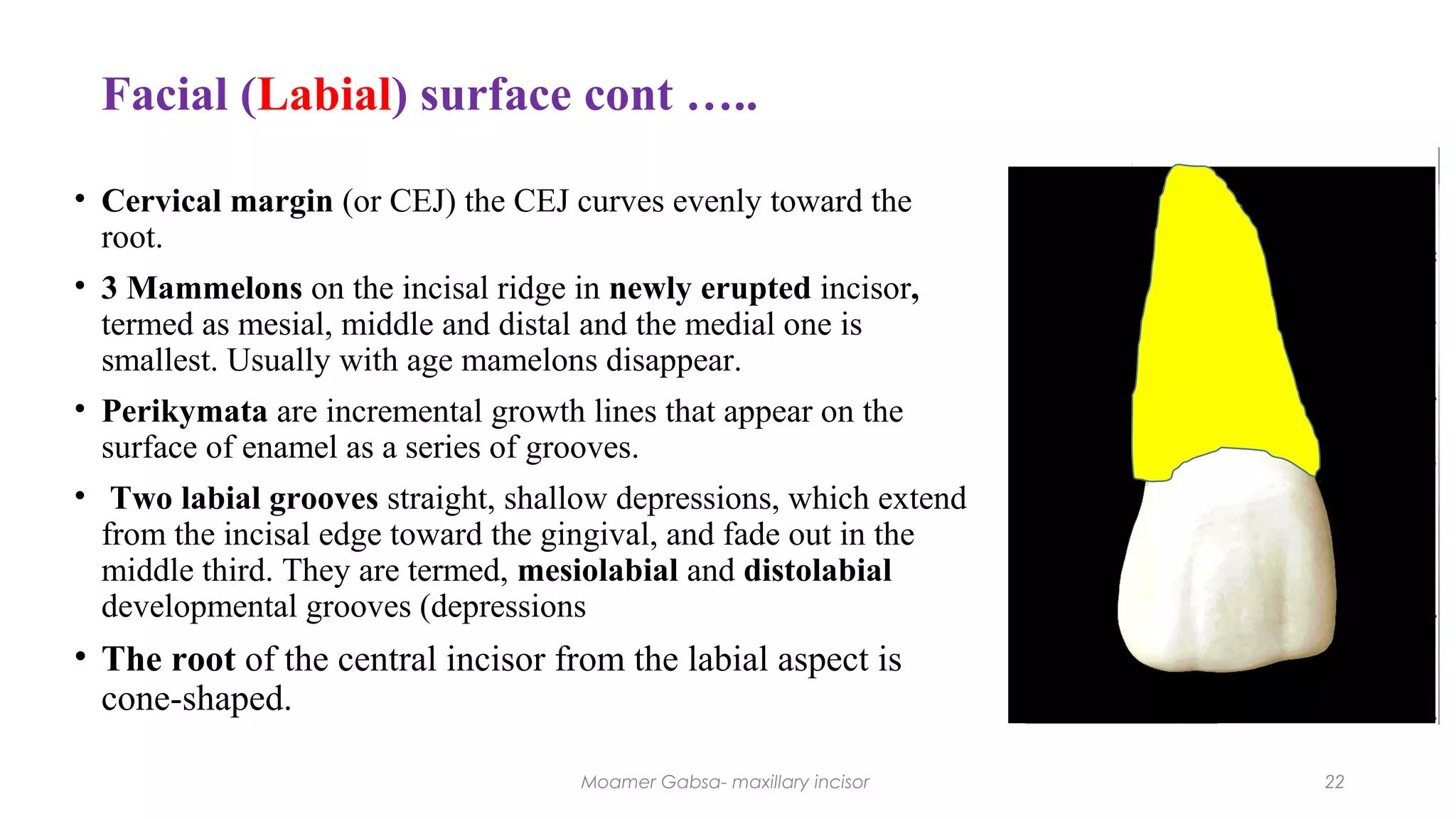 Morphology of maxillary incisor | PPT