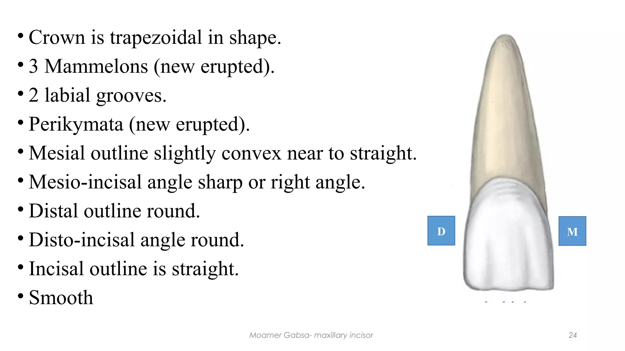 Morphology of maxillary incisor | PPT