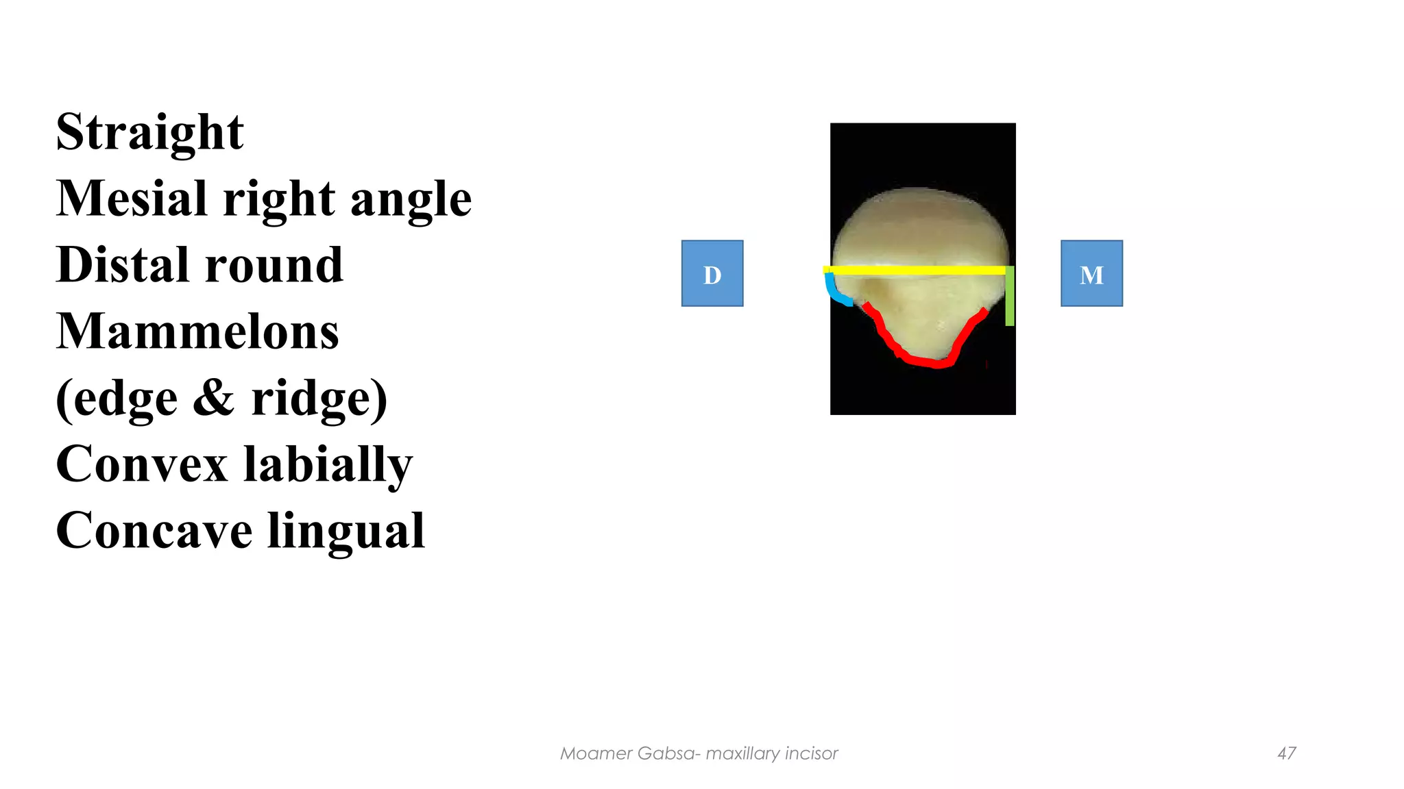 Morphology of maxillary incisor | PPT