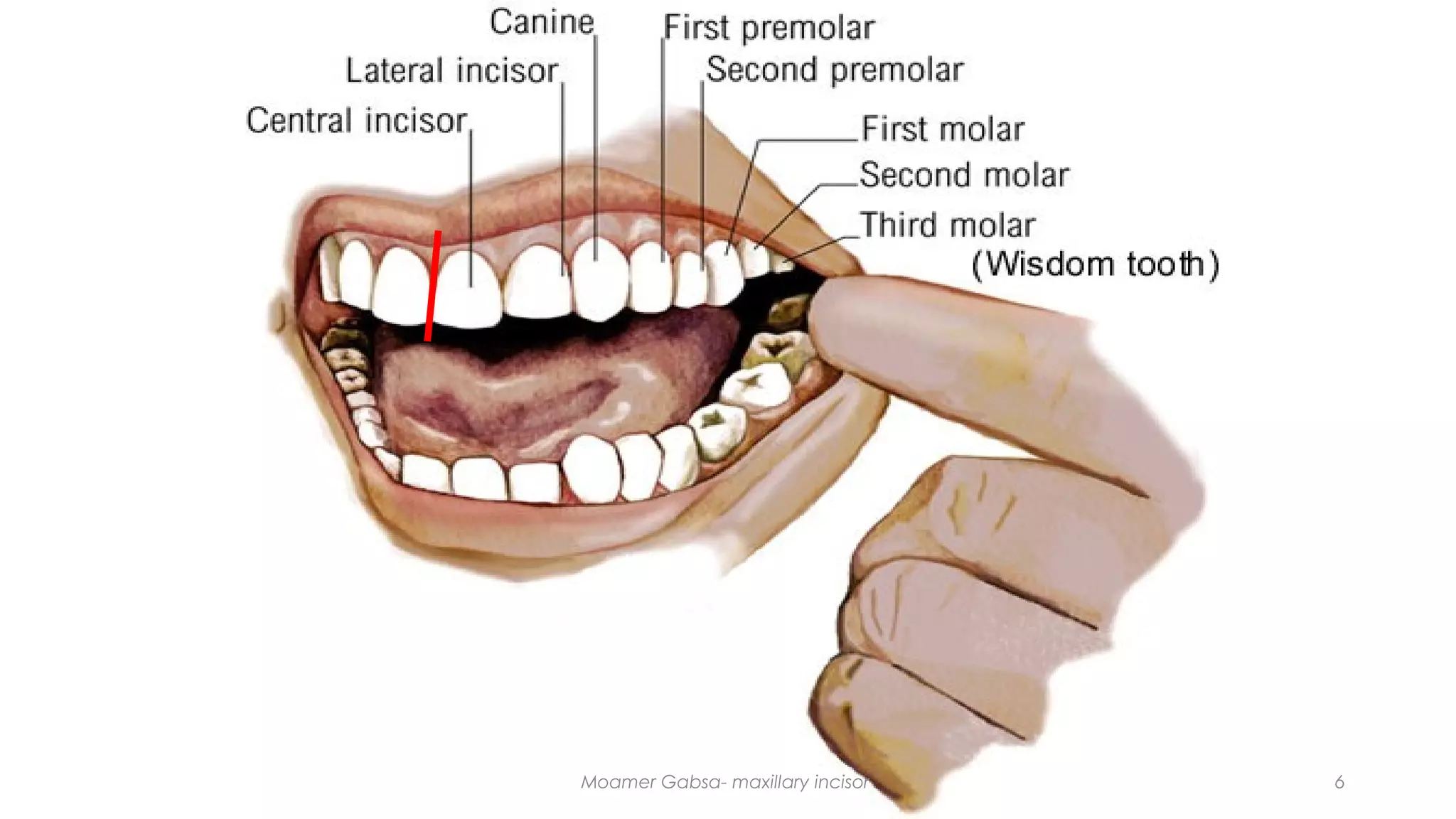 Morphology of maxillary incisor | PPT