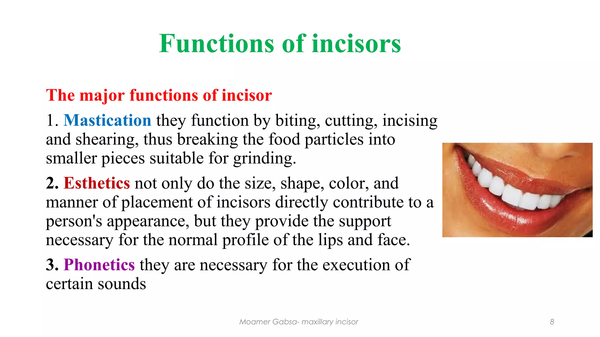 Morphology of maxillary incisor | PPT