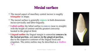Morphology of maxillary incisor | PPT