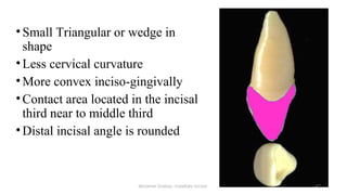 Morphology of maxillary incisor | PPT