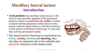 Morphology of maxillary incisor | PPT
