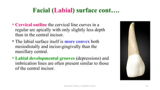 Morphology of maxillary incisor | PPT