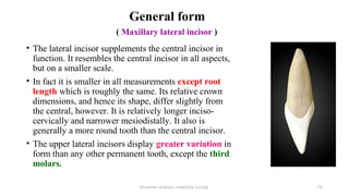 Upper Central Incisors