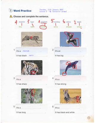 L3 my favourite animal | PDF