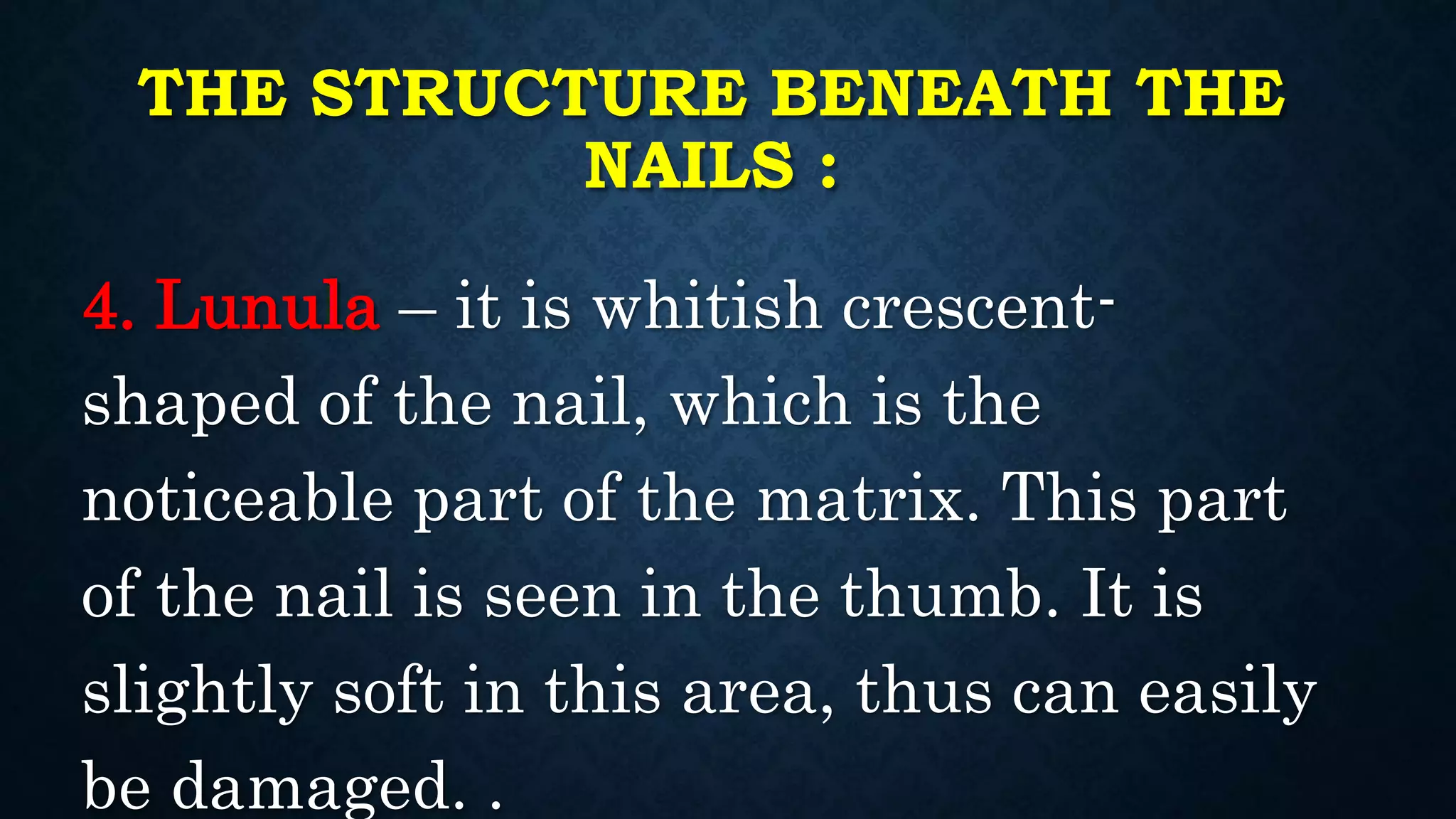 L3 NAIL STRUCTURE.pptx