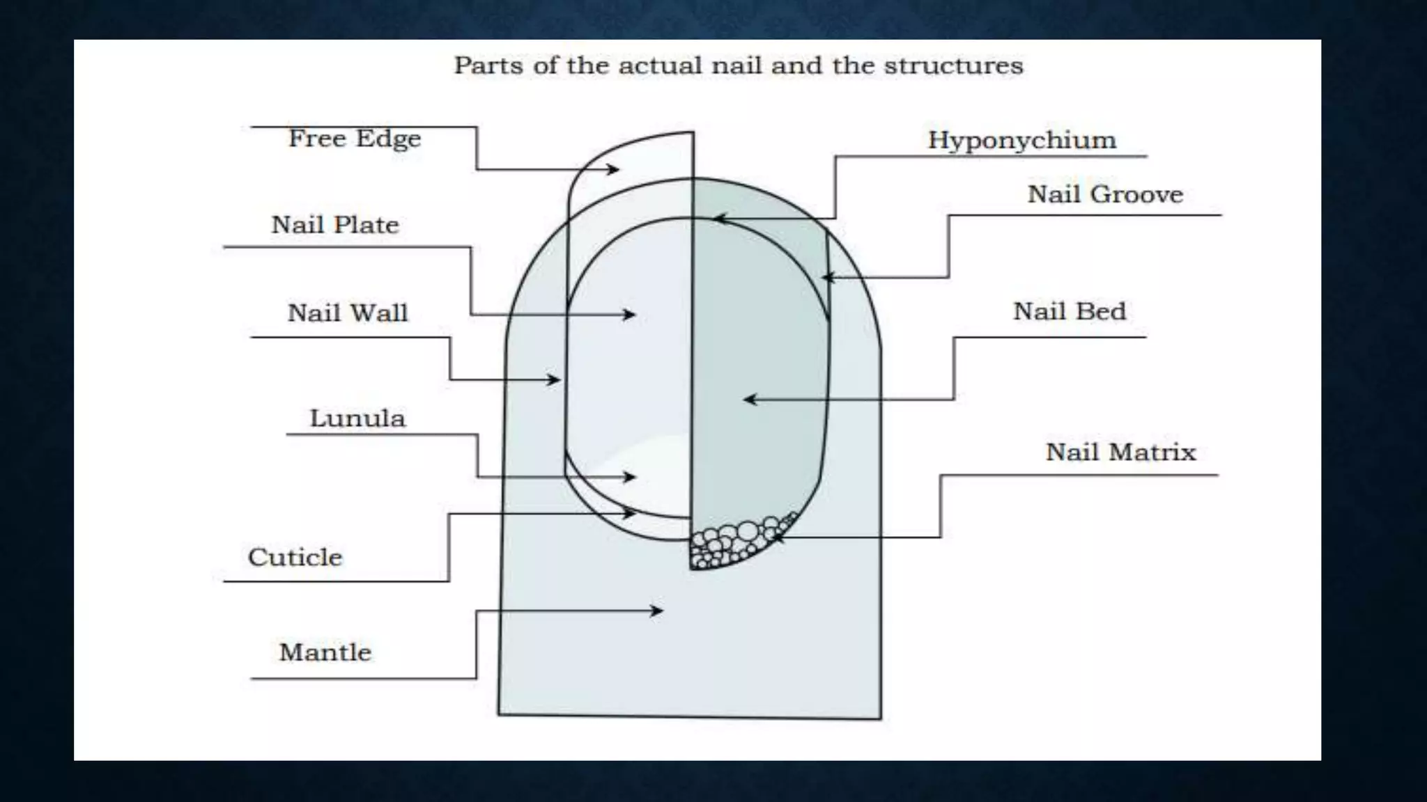 L3 NAIL STRUCTURE.pptx