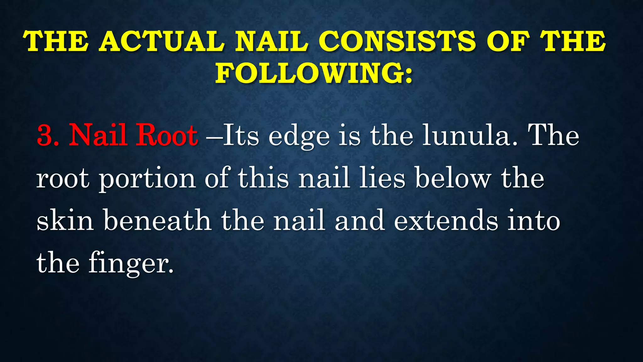 L3 NAIL STRUCTURE.pptx