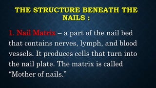 L3 NAIL STRUCTURE.pptx