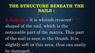 L3 NAIL STRUCTURE.pptx