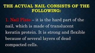 L3 NAIL STRUCTURE.pptx