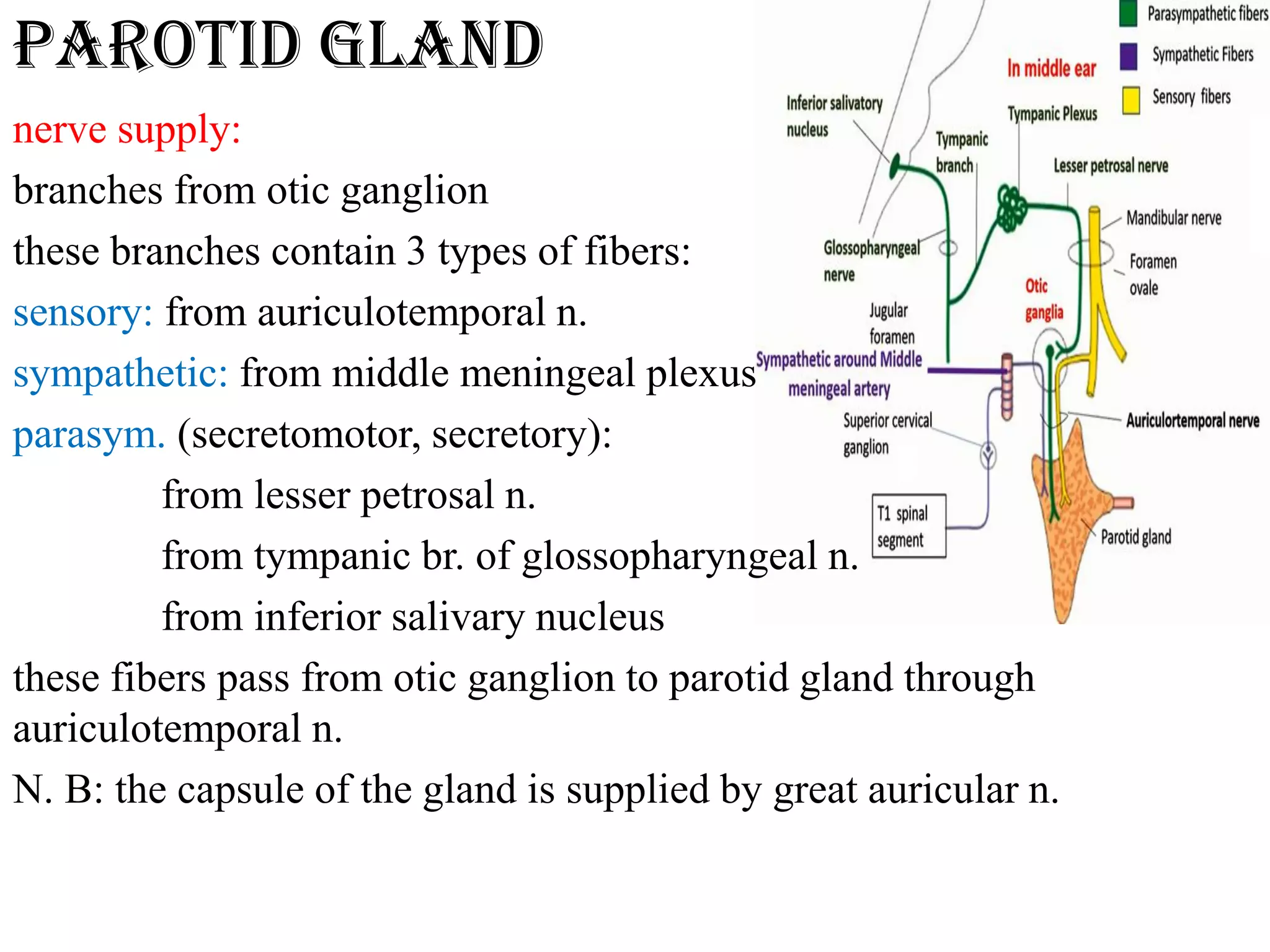 L3 PAROTID GLAND .pdf