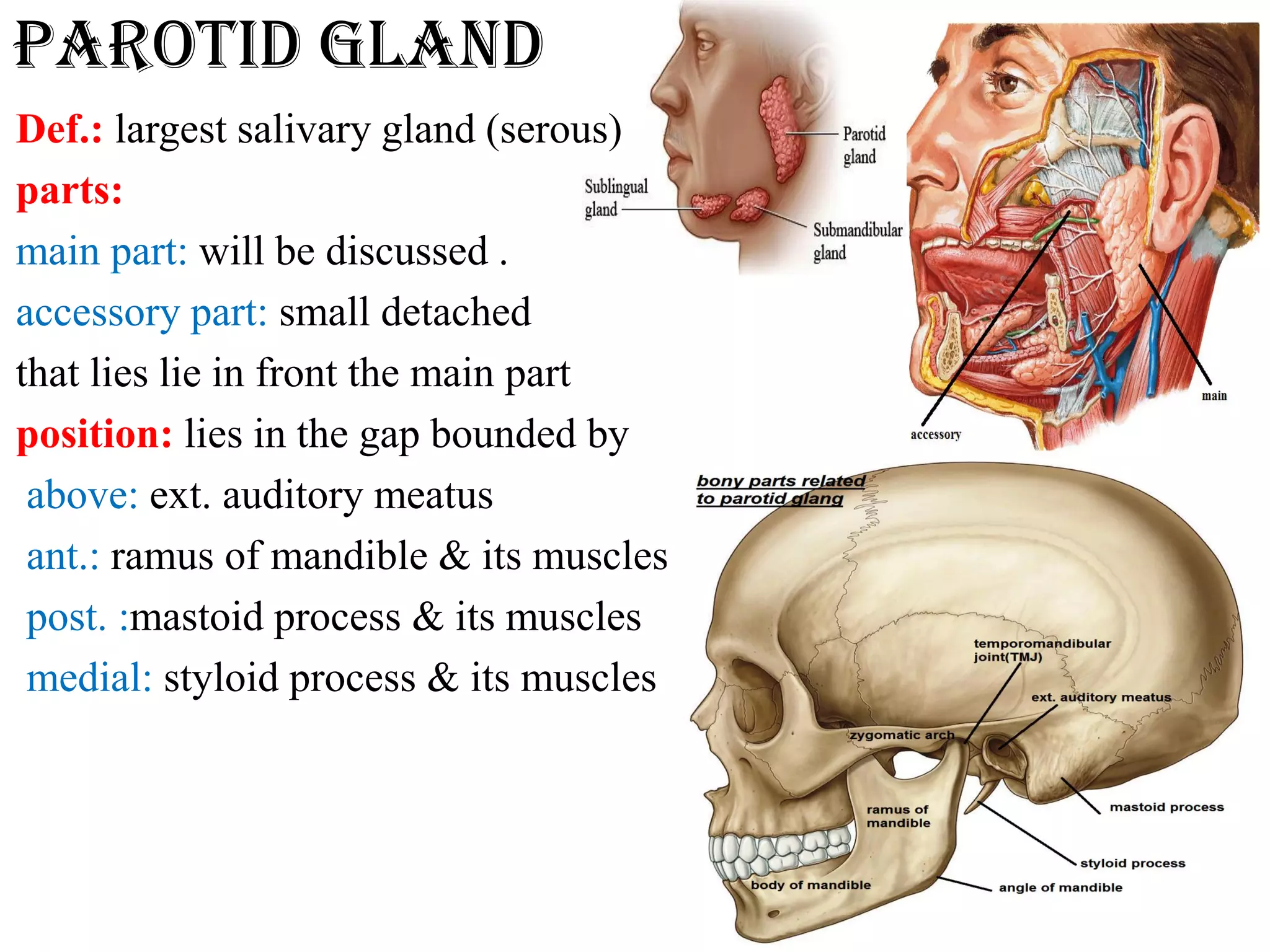 L3 PAROTID GLAND .pdf