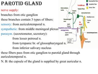 L3 PAROTID GLAND .pdf
