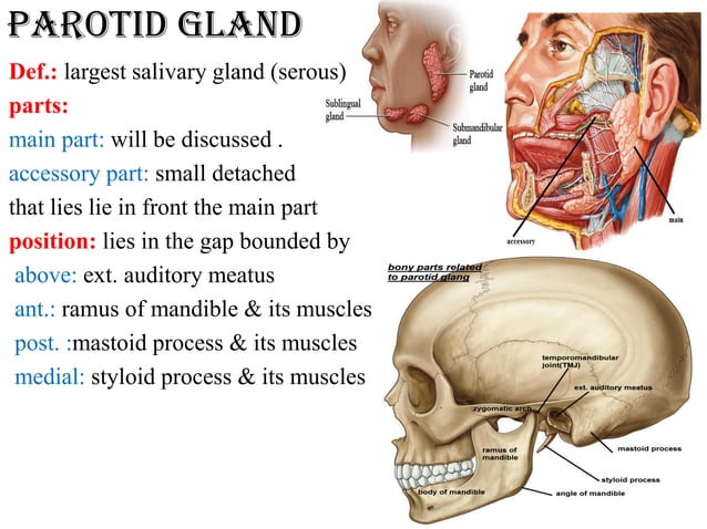 L3 PAROTID GLAND .pdf