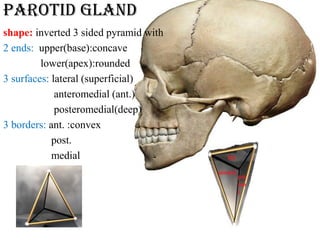 L3 PAROTID GLAND .pdf | Free Download