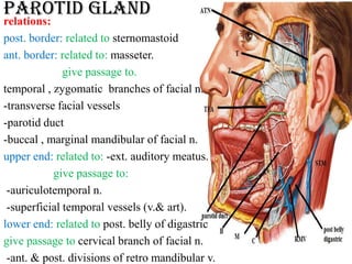 L3 PAROTID GLAND .pdf