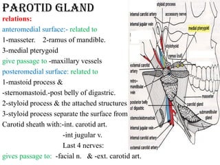 L3 PAROTID GLAND .pdf | Free Download