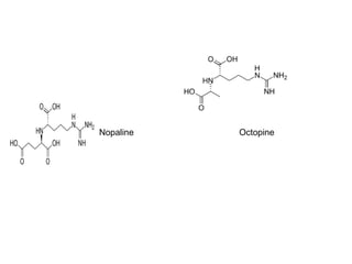 Plant Transformation presentation via Biotechnology | PPT
