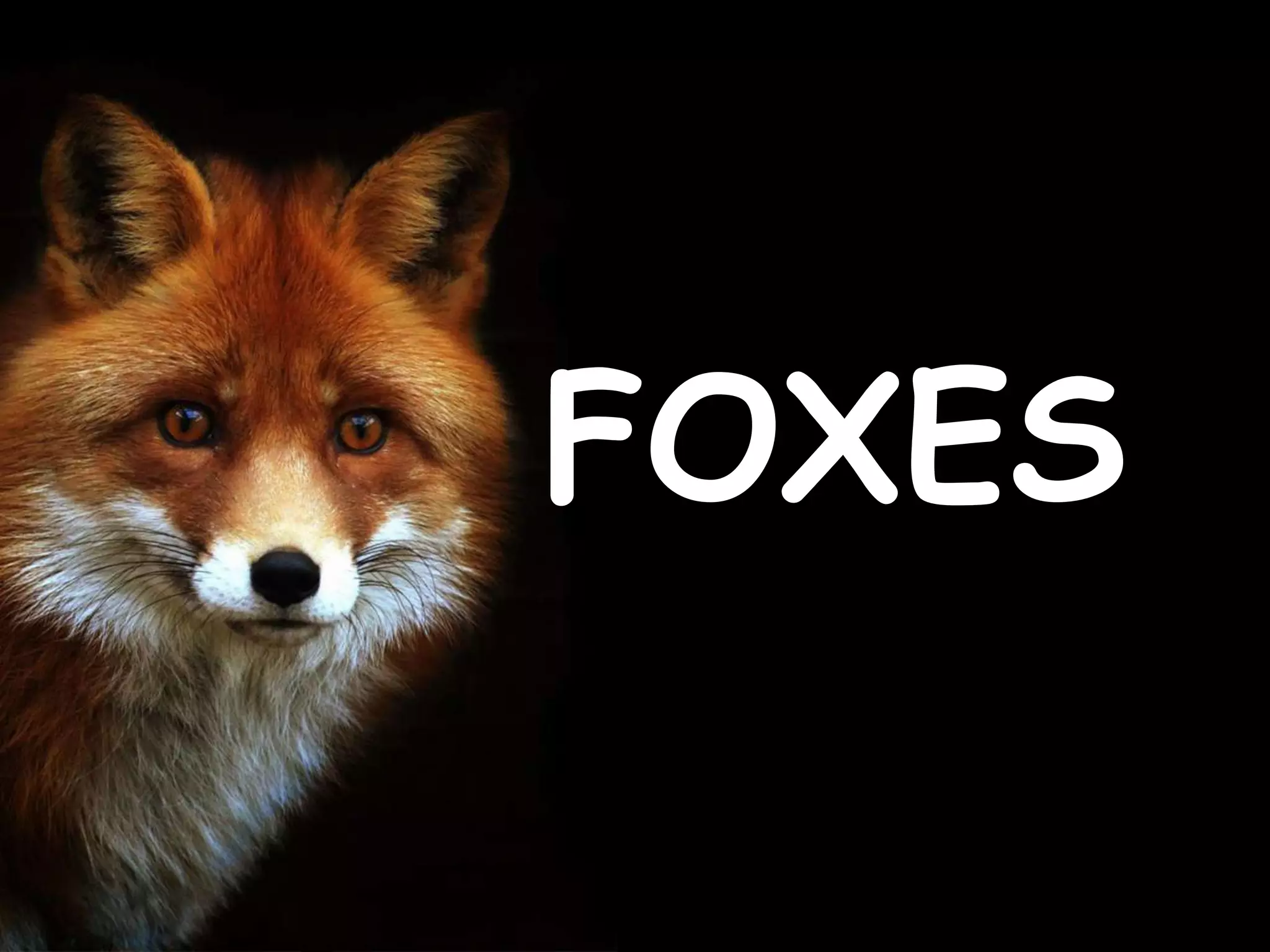 Foxes | PPTX