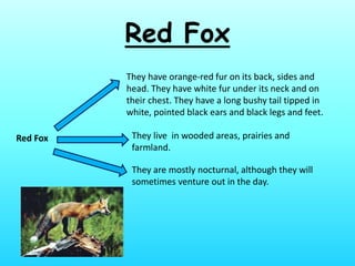Foxes | PPTX