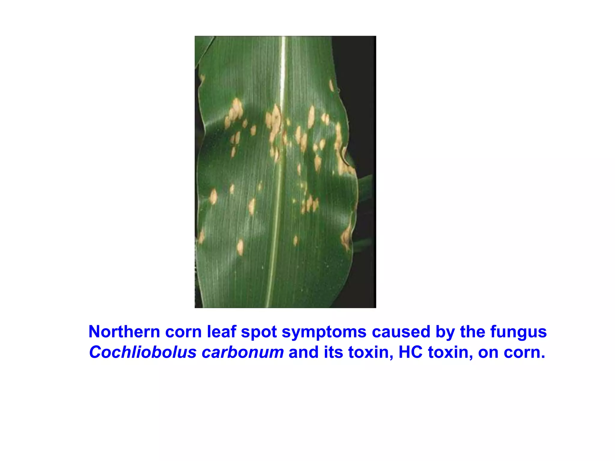 Role of toxins in pathogenesis | PPT
