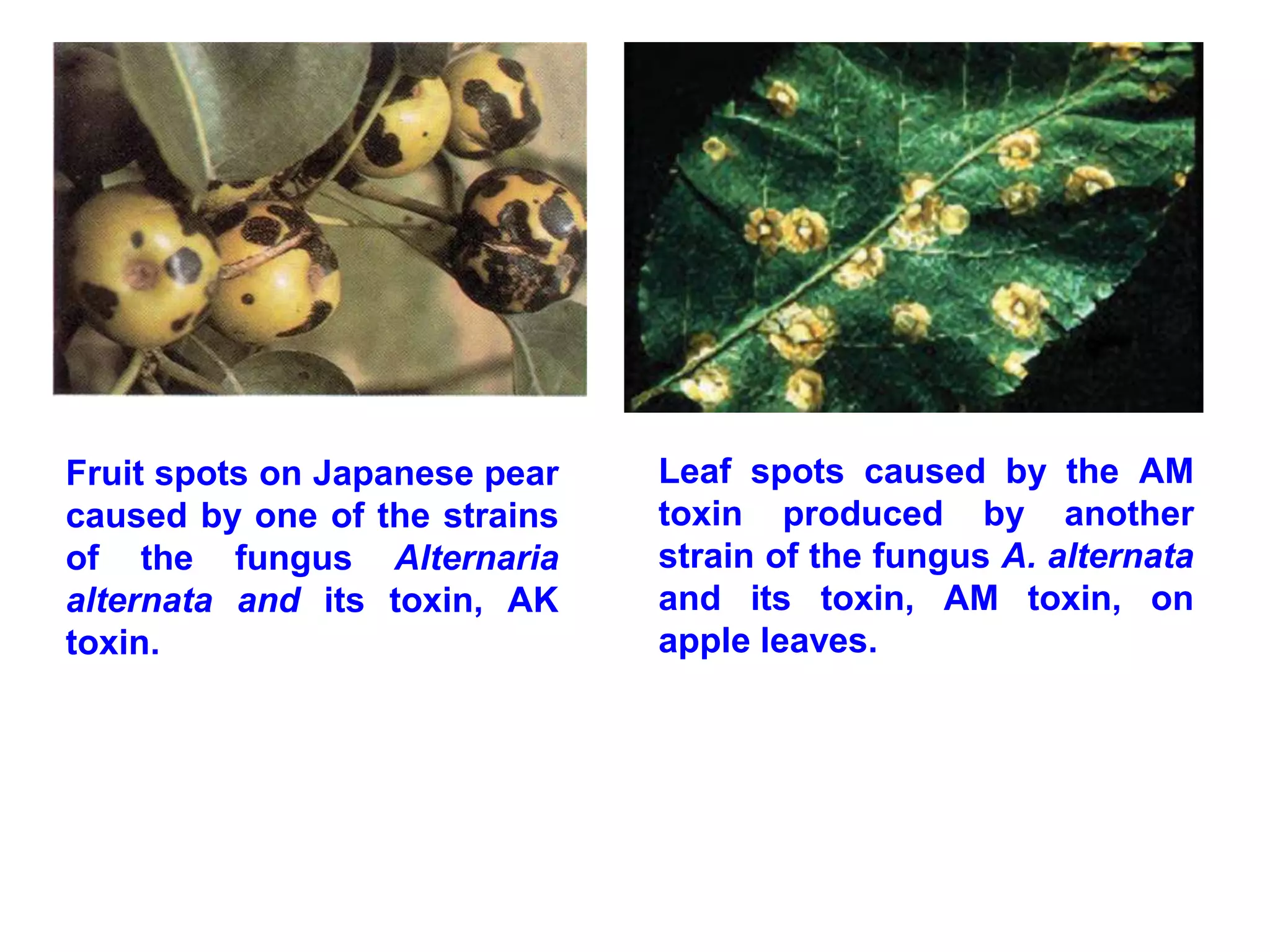 Role of toxins in pathogenesis | PPT