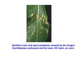 Role of toxins in pathogenesis | PPT
